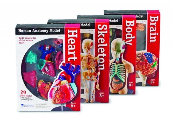 Complete Anatomy Model Set of 4 Models | LearnLab